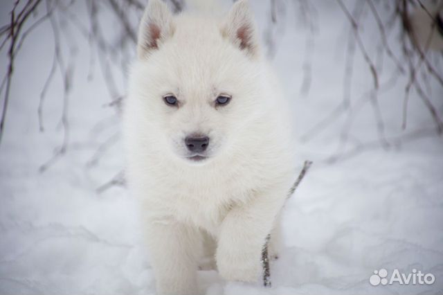 Белый Хаски