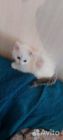 Котята от кошки рэгдолл