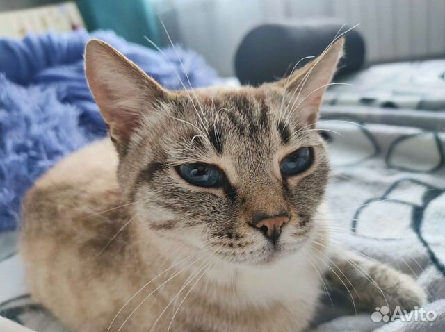 Кошка, с глазами цвета неба, ищет хозяев