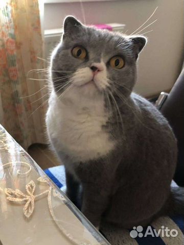 Британская вислоухая кошка