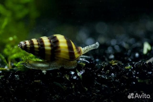 Хелена хищная улитка