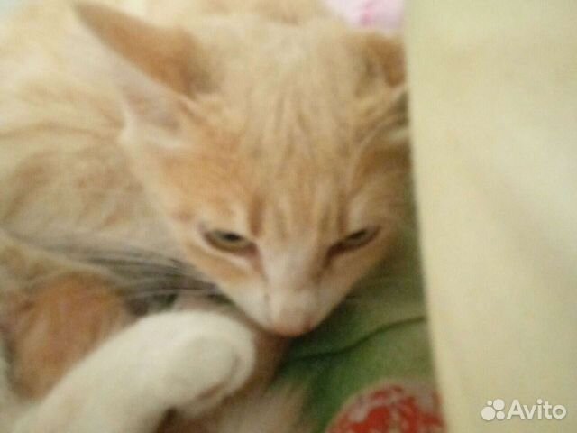 Кошка с котëнком