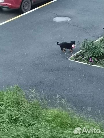 Щенки дворовые охранные бесплатно