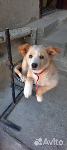 Одам собаку в хорошие руки Девочка