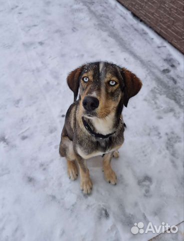 Голубоглазая собака в добрые руки