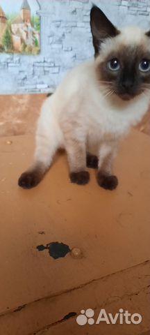 Сиамские котята бесплатно в хорошие руки