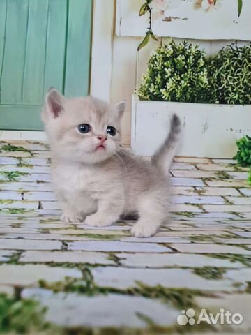 Котята манчкин скоттиш килт