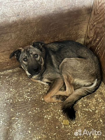 Приютский молодой пёс с мольбой о помощи в глазах