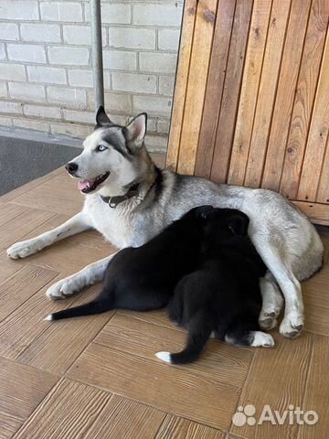 Щенки метисы хаски
