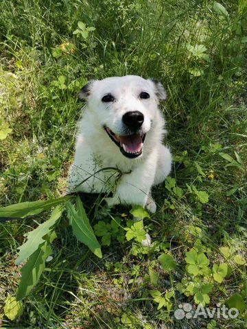 Собака, девочка 4 года, В добрые руки