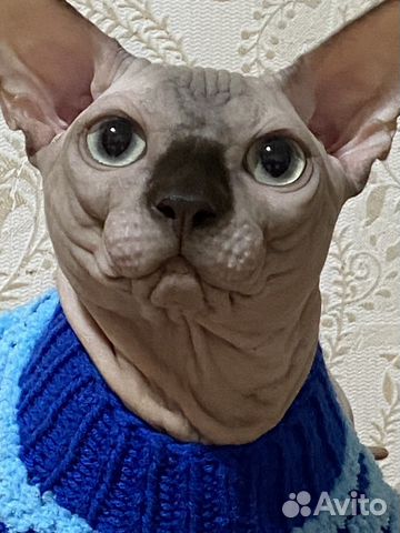 Канадский сфинкс