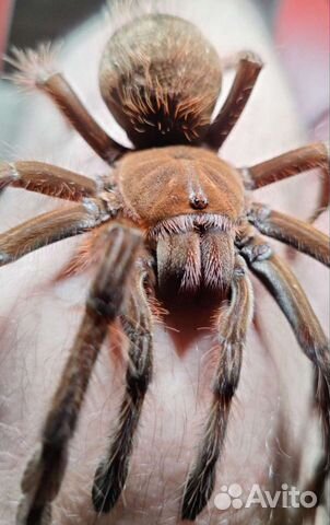 Паук птицеед Theraphosa apophysisТерафоза апофизис