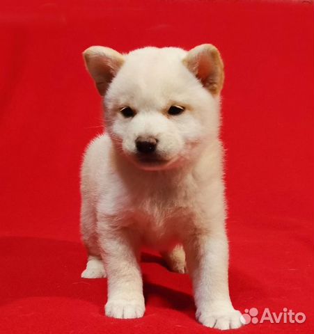 Красотка Жасмин. Сиба ину