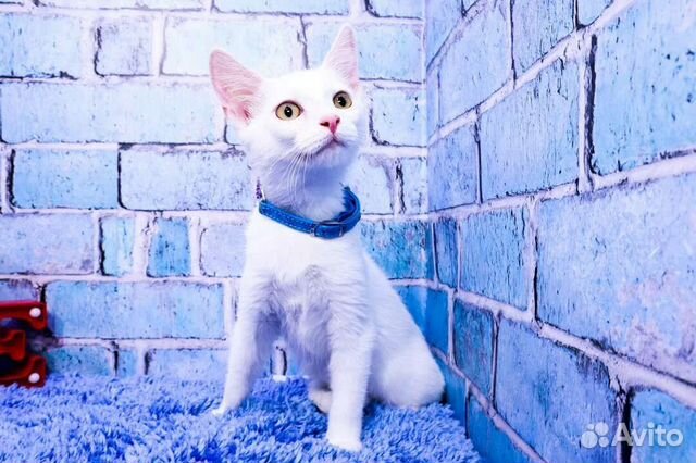 Белоснежный котенок
