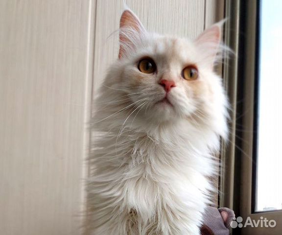 Котик Персей, 1 год, в дар