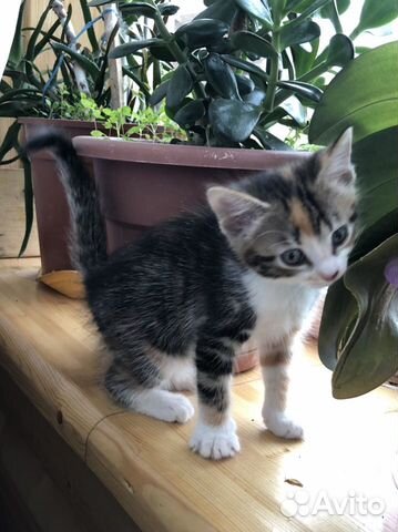 Котятки: белый мальчик и трехцветная девочка