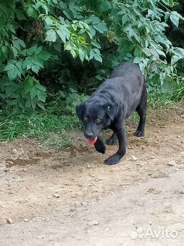 Собака кобель метис лабрадора