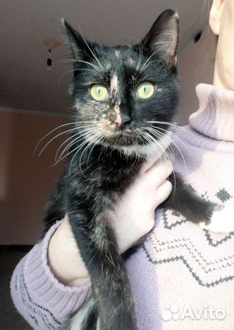 Стерилизованная молодая кошечка в дар