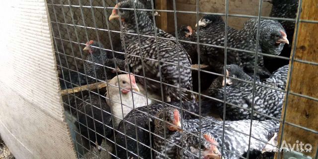 Продам цыплят