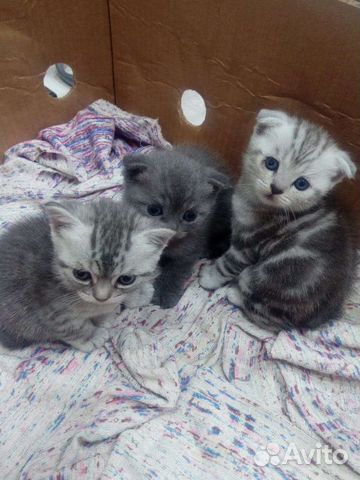 Шотландские котята