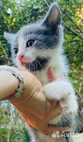 Котята умоляют о спасении