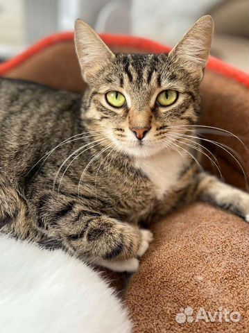 Котодети из приюта ищут своих родителей