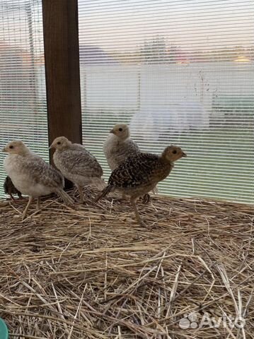 Фазан золотой