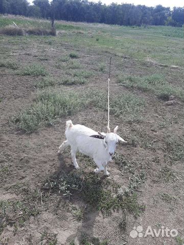 Коза