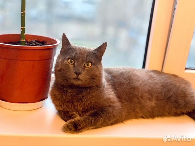 Хвостислав — котик беженец