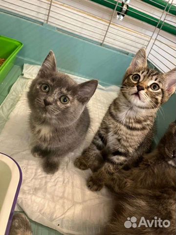 Котята в добрые руки