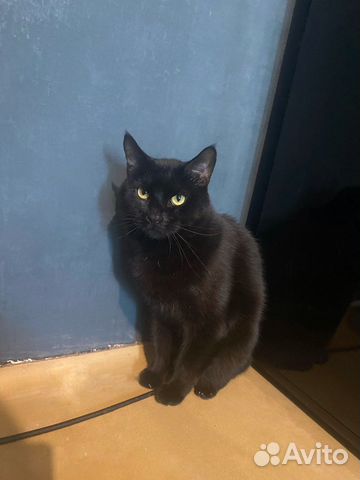 Отдам кота в добрые руки