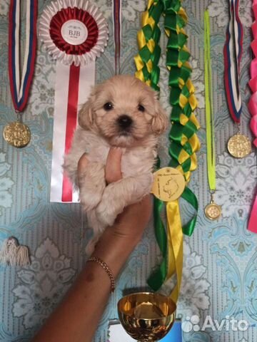 Мальтипу Ф1 носик курносик мальчик