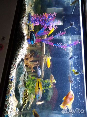 Аквариум