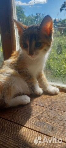 Котёнок 3х цветный