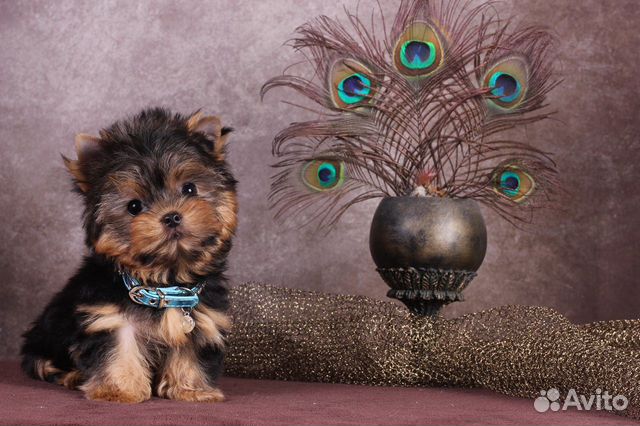 Йоркширский терьер мини Гном РКФ