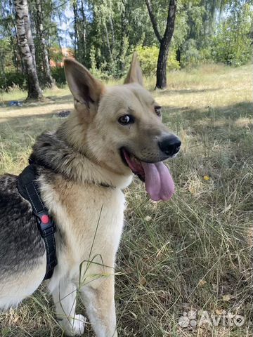 Добрейший пес из приюта ищет дом