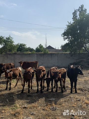 Тёлки и стельные коровы