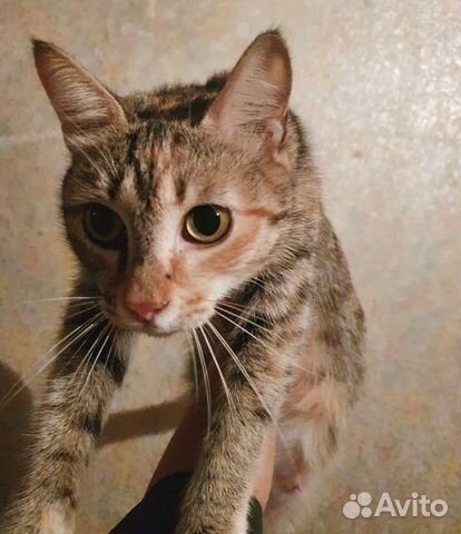 Очень ласковая молодая кошка