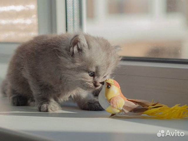 Отдам шотландского вислоухого котенка в дар