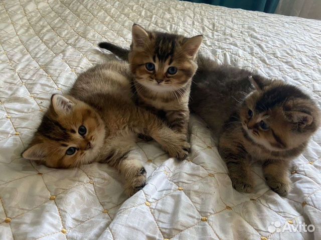 Британская кошка