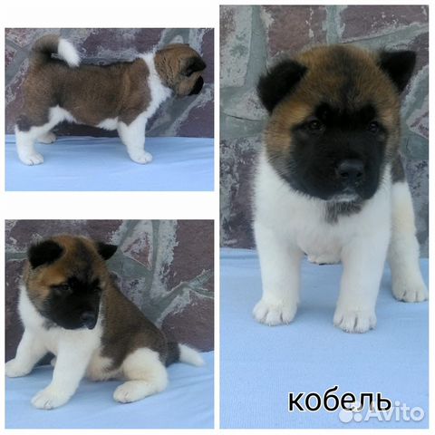 Щенки Американской Акиты