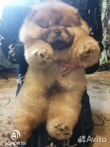 Чау-чау из питомника