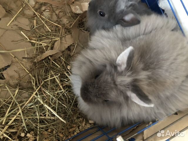 Карликовый кролик