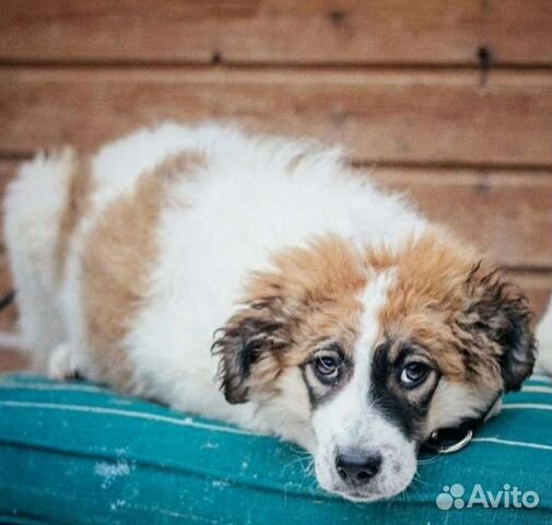 Щенок в добрые руки