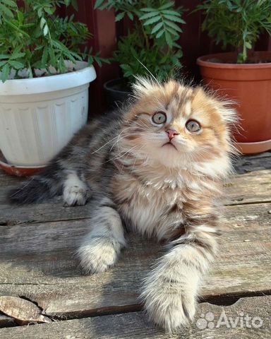 Мраморный шотландец