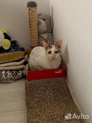 Отдам кошечку в любящую семью