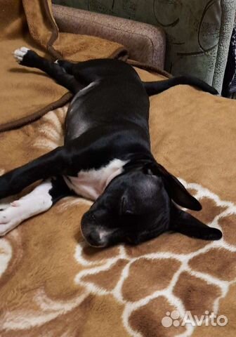 Щенки питбуля