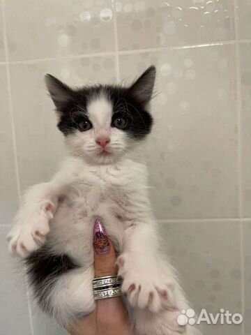 Котенок в дар 1,5 мес девочка и мальчик привезу