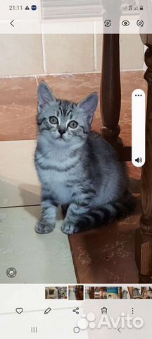 Котик