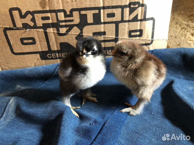 Цыплята брама